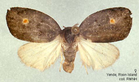 Papua Insects Foundation (Lepidoptera/Erebidae(Arctiinae)/Hemonia ...